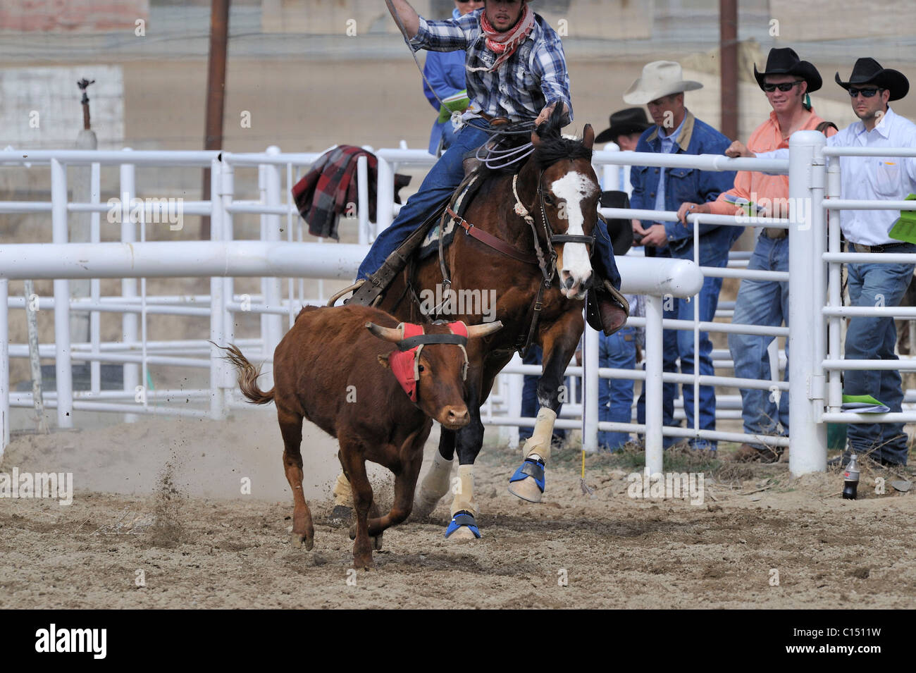 Team Roping, Tie-Down Roping, Calf Roping, Horse, Horses Stock Photo ...