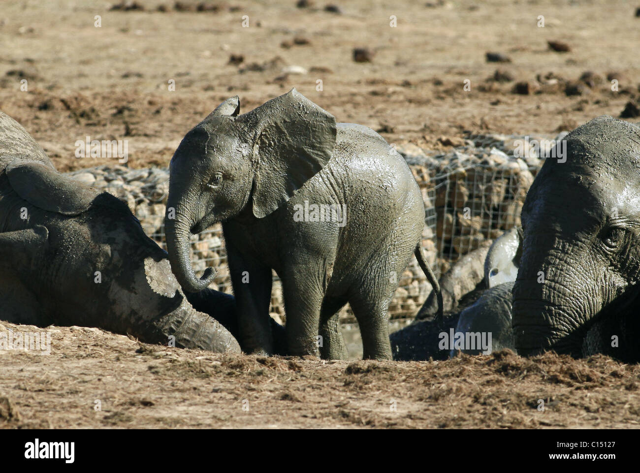 YOUNG GREY AFRICAN ELEPHANTS ADDO SOUTH AFRICA ADDO NATIONAL PARK ...