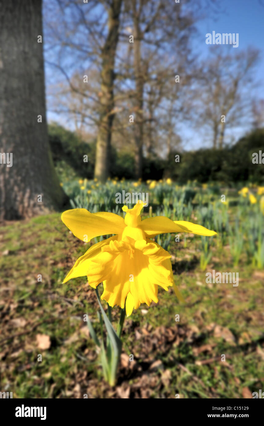 English daffodil in woodland Stock Photo - Alamy