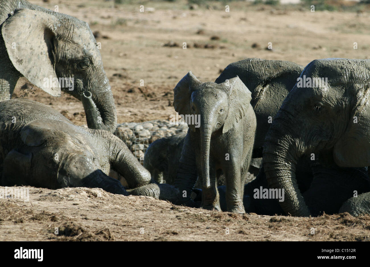 YOUNG GREY AFRICAN ELEPHANTS ADDO SOUTH AFRICA ADDO NATIONAL PARK ...