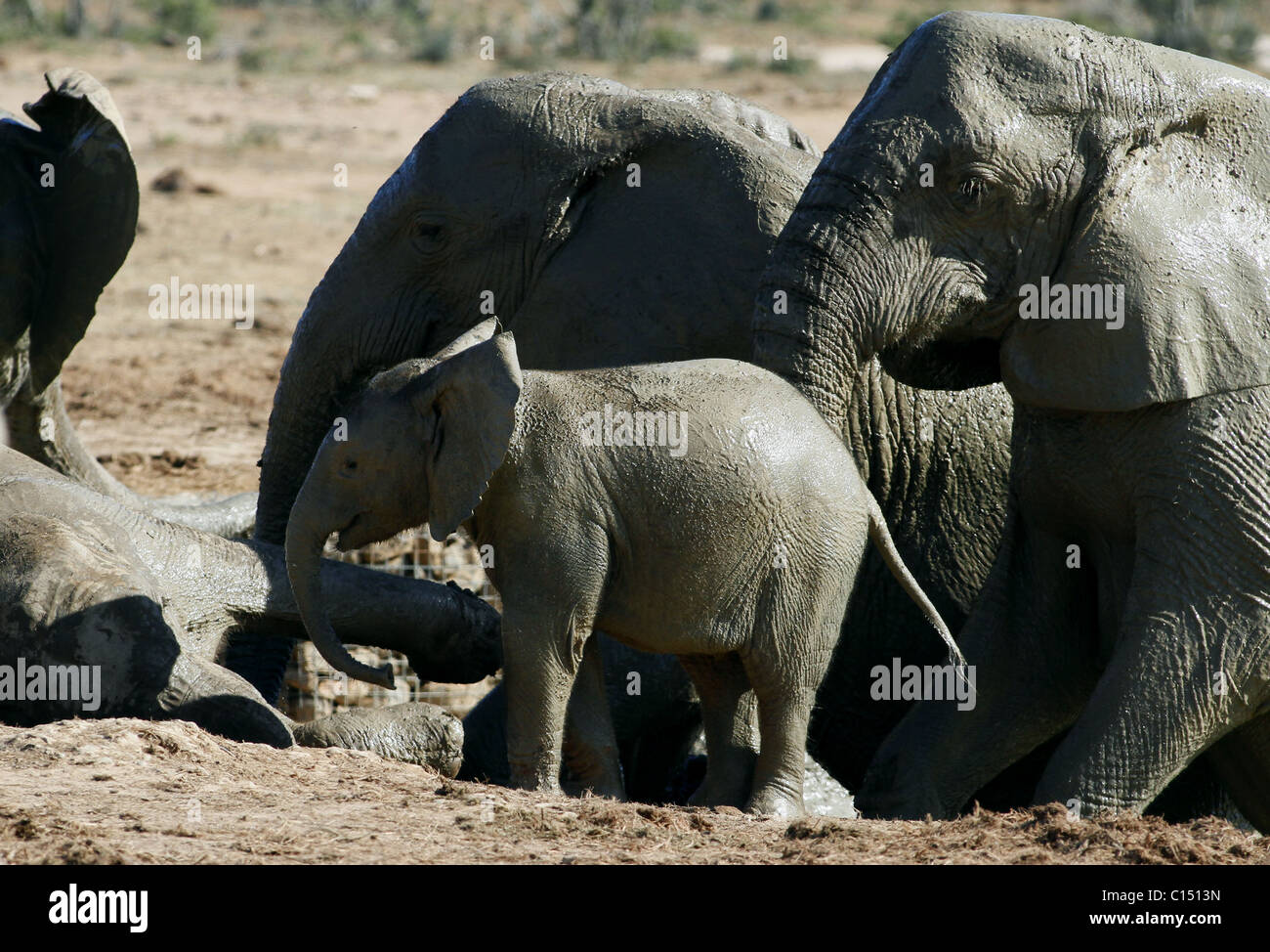 YOUNG GREY AFRICAN ELEPHANTS ADDO SOUTH AFRICA ADDO NATIONAL PARK ...
