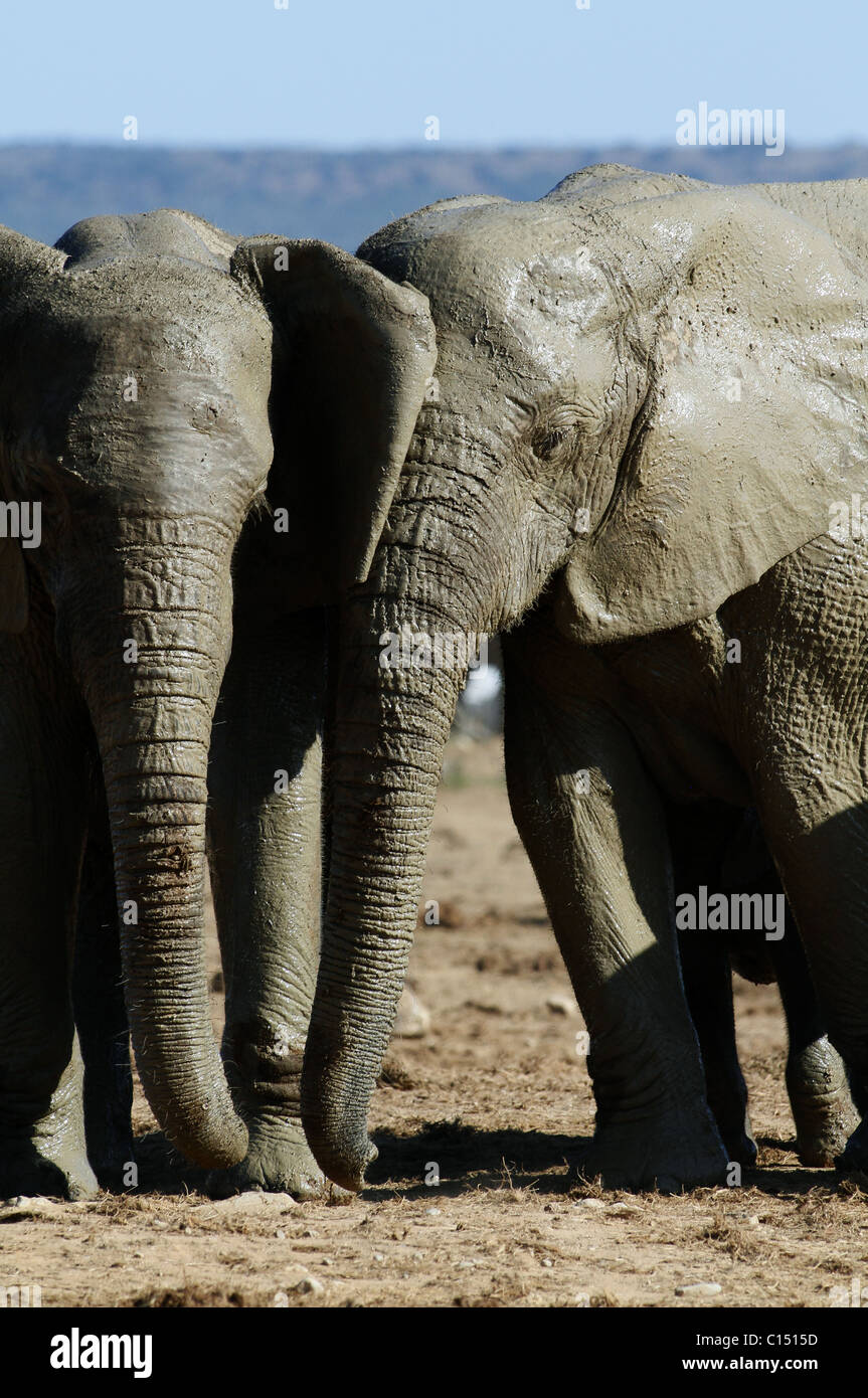 GREY AFRICAN ELEPHANTS ADDO PARK SOUTH AFRICA ADDO NATIONAL PARK ...
