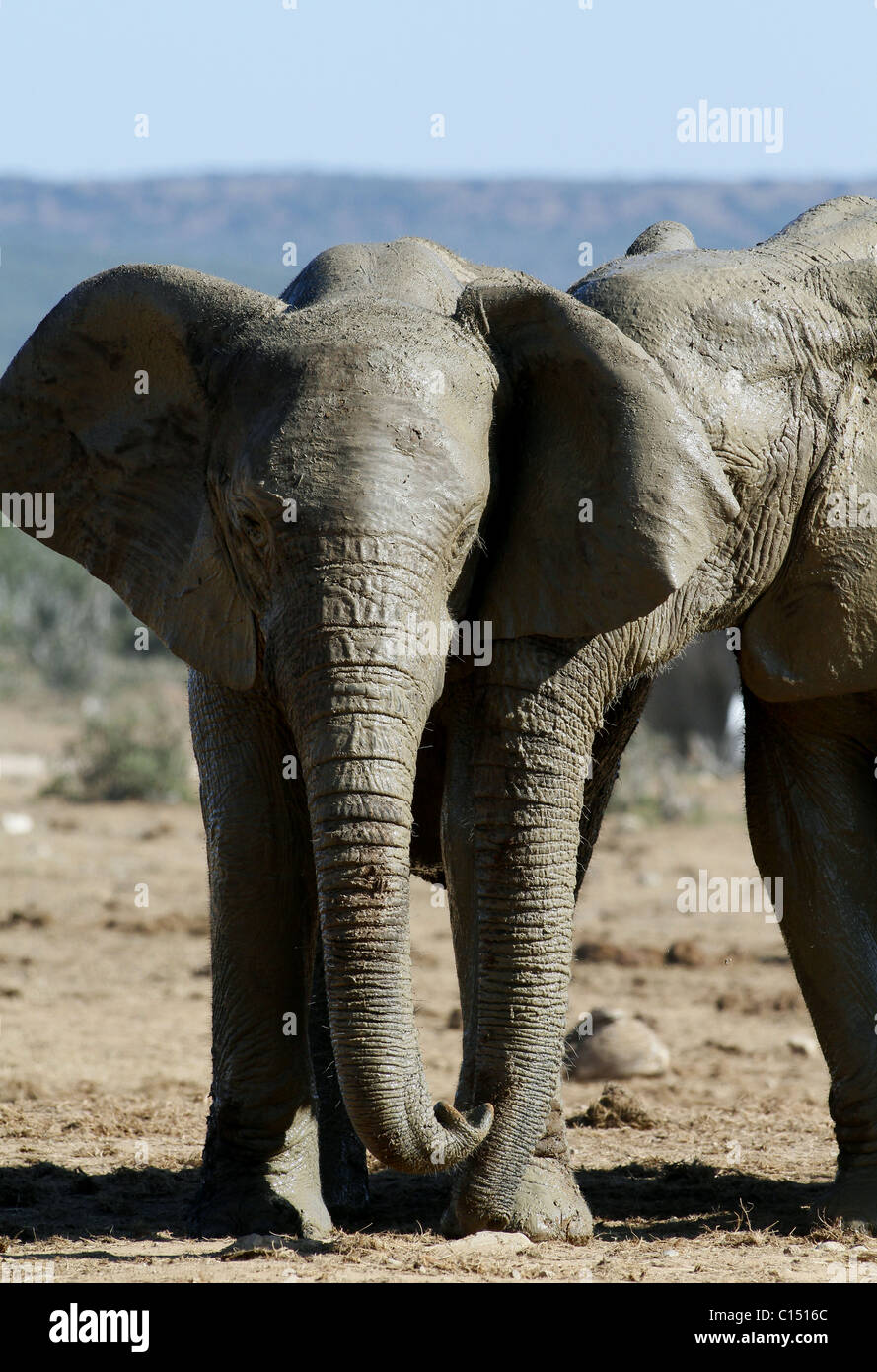 GREY AFRICAN ELEPHANTS ADDO PARK SOUTH AFRICA ADDO NATIONAL PARK ...