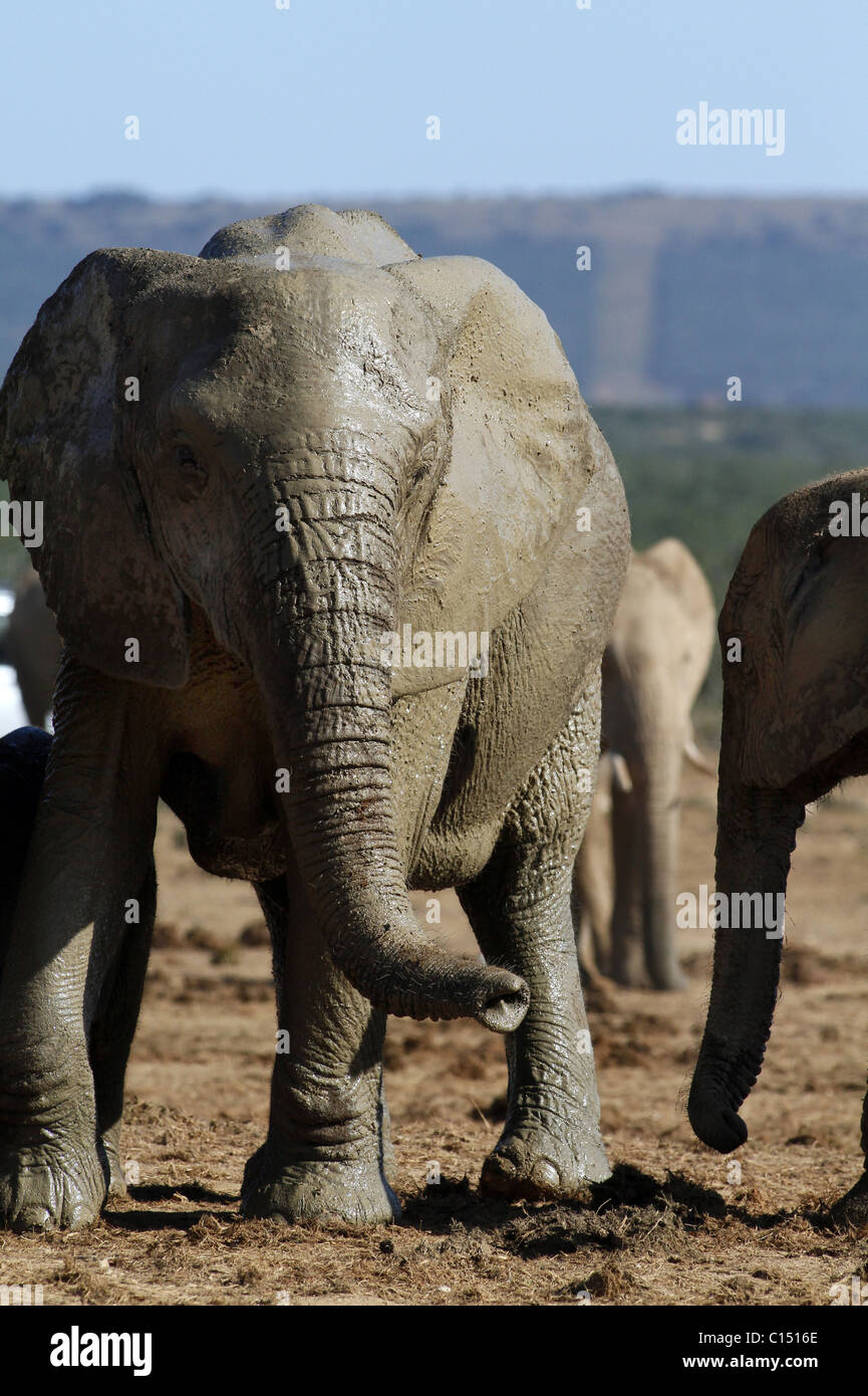GREY AFRICAN ELEPHANT ADDO PARK SOUTH AFRICA ADDO NATIONAL PARK EASTERN ...