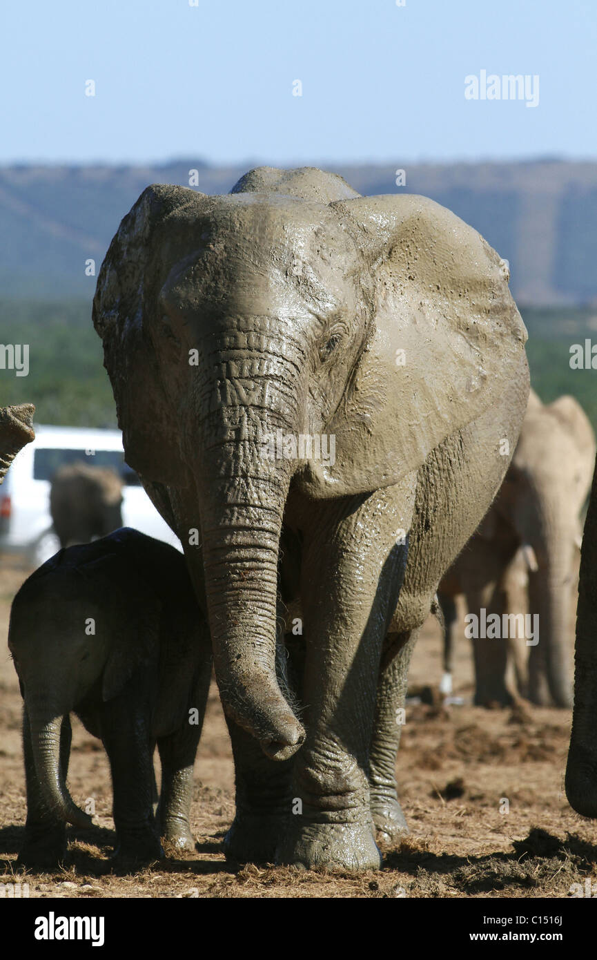 GREY AFRICAN ELEPHANTS ADDO PARK SOUTH AFRICA ADDO NATIONAL PARK ...