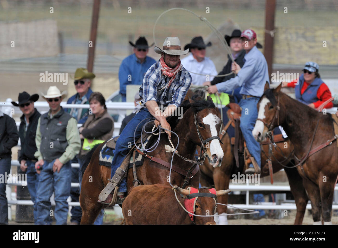 Team Roping, Tie-Down Roping, Calf Roping, Horse, Horses Stock Photo ...