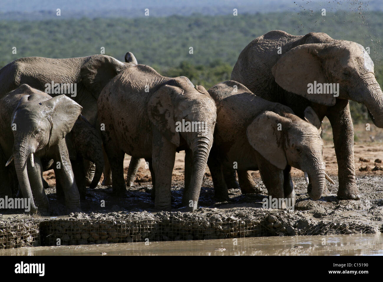 YOUNG GREY AFRICAN ELEPHANTS ADDO ELEPHANT NATIONAL PARK SOUTH AFRICA ...
