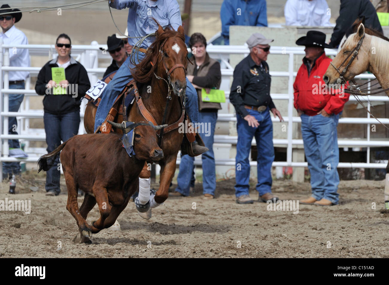 Salmon select horse sale roping hi-res stock photography and images - Alamy