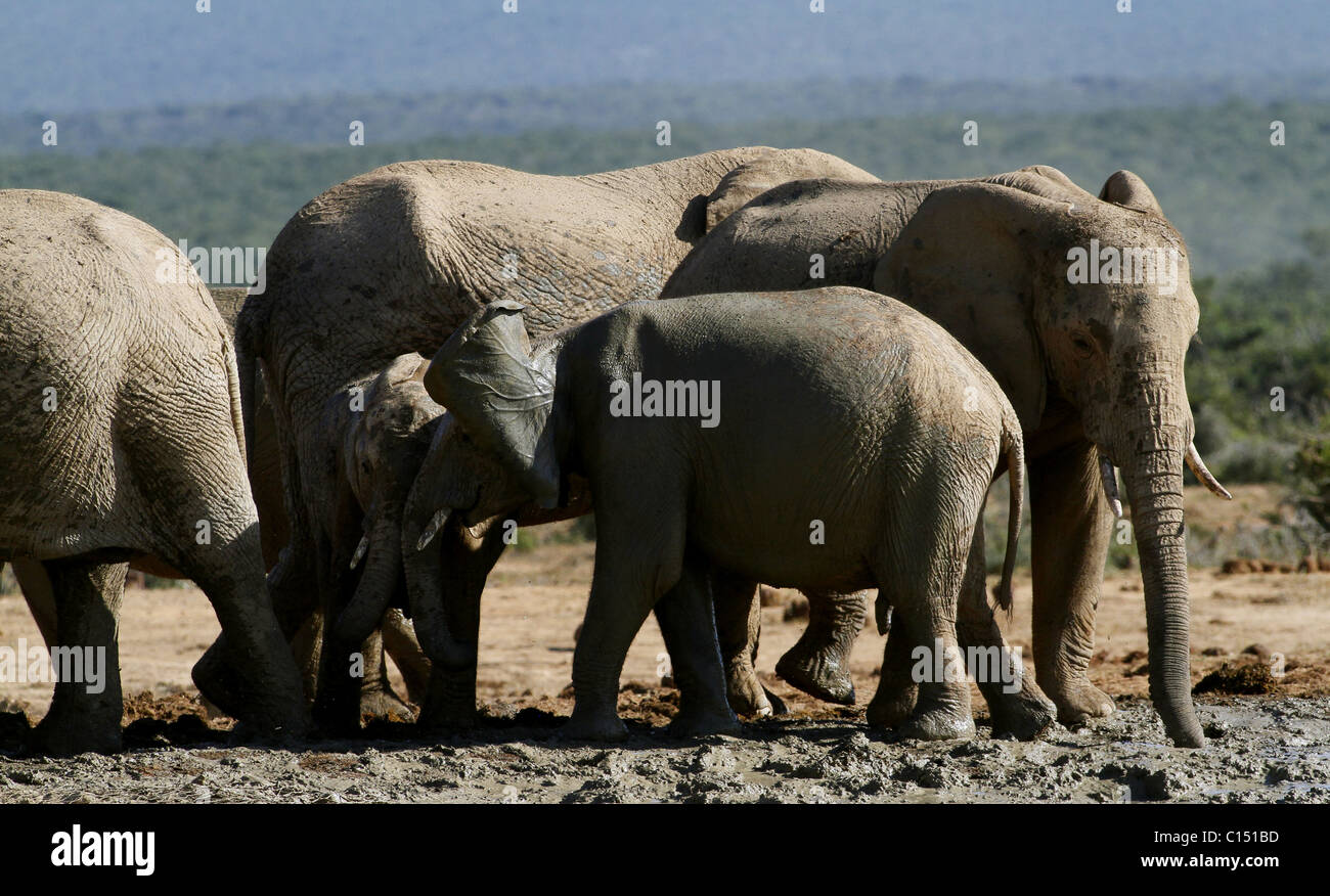 GREY AFRICAN ELEPHANTS ADDO ELEPHANT NATIONAL PARK SOUTH AFRICA 29 ...