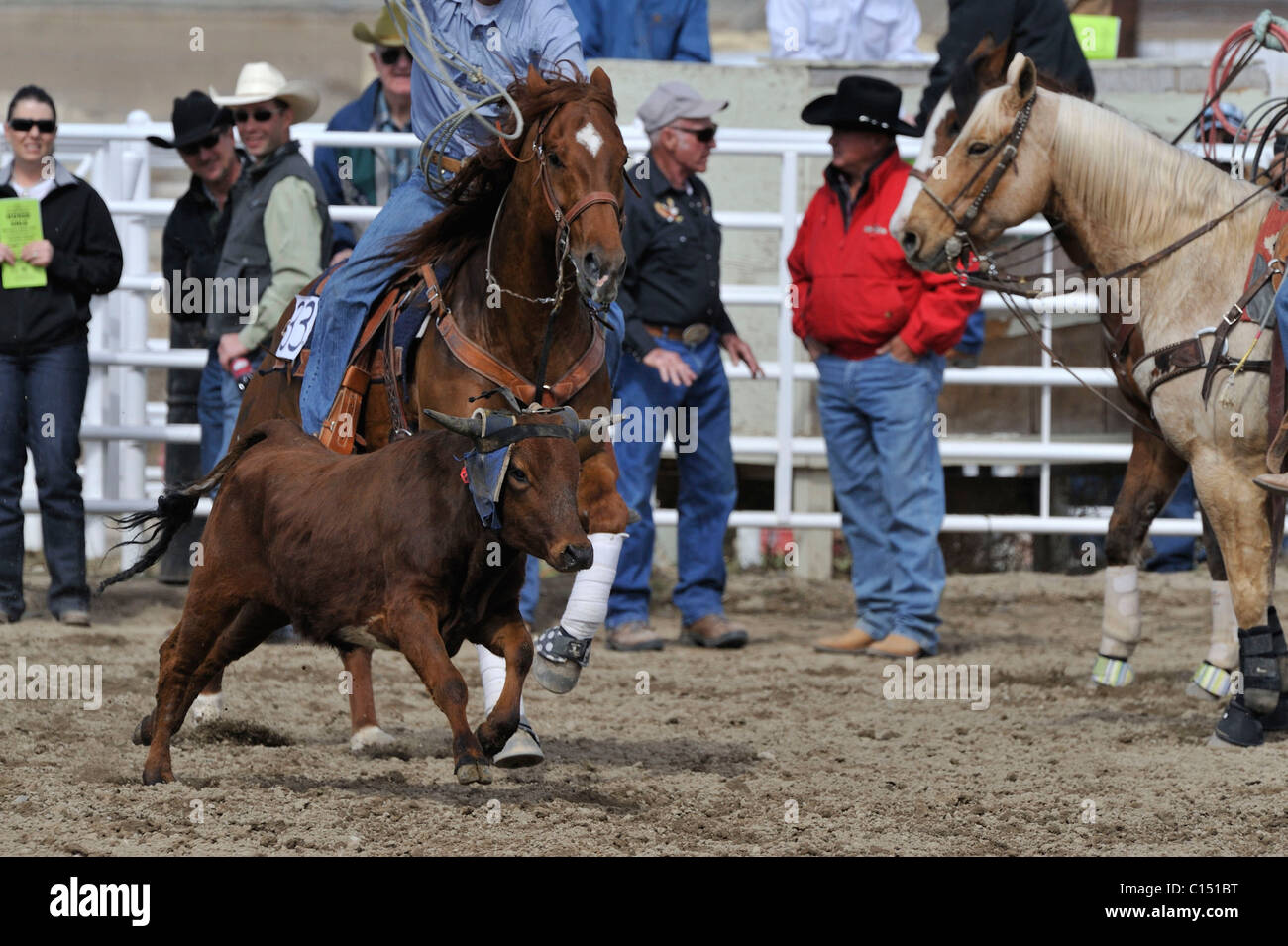 Team Roping, Tie-Down Roping, Calf Roping, Horse, Horses Stock Photo ...