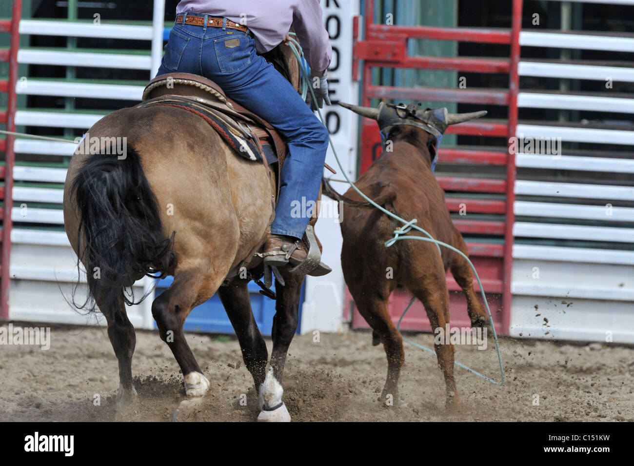 Team Roping, Tie-Down Roping, Calf Roping, Horse, Horses Stock Photo ...