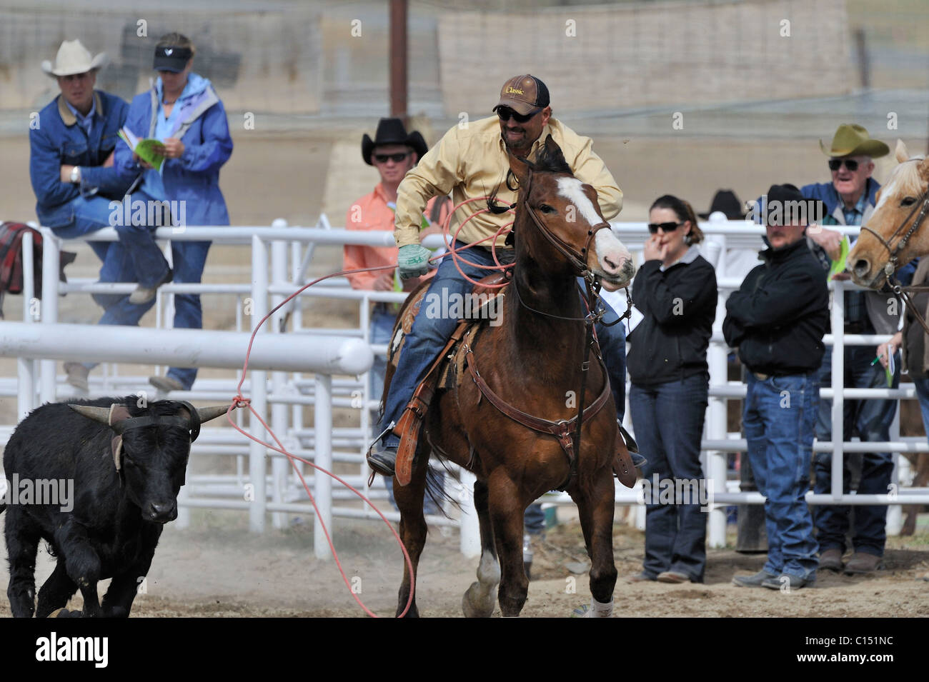 Team Roping, Tie-Down Roping, Calf Roping, Horse, Horses Stock Photo ...