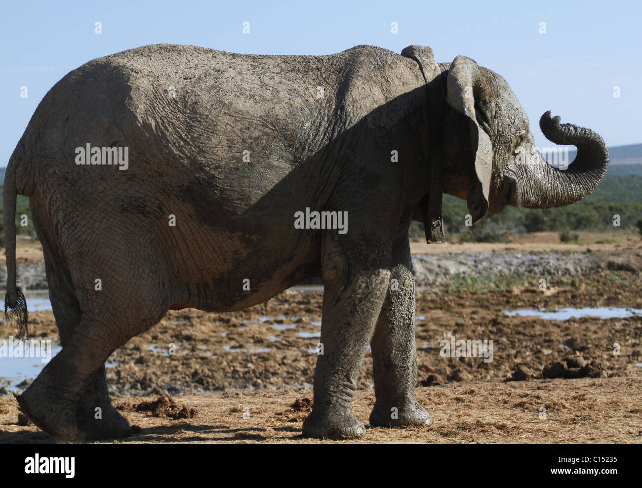 GREY AFRICAN ELEPHANT ADDO SOUTH AFRICA ADDO NATIONAL PARK EASTERN CAPE ...