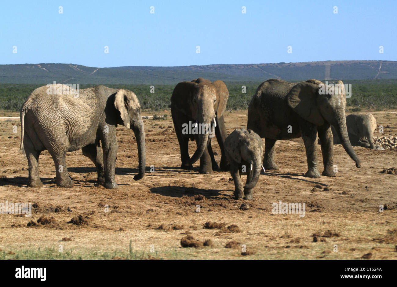 BROWN GREY AFRICAN ELEPHANTS ADDO SOUTH AFRICA ADDO NATIONAL PARK ...