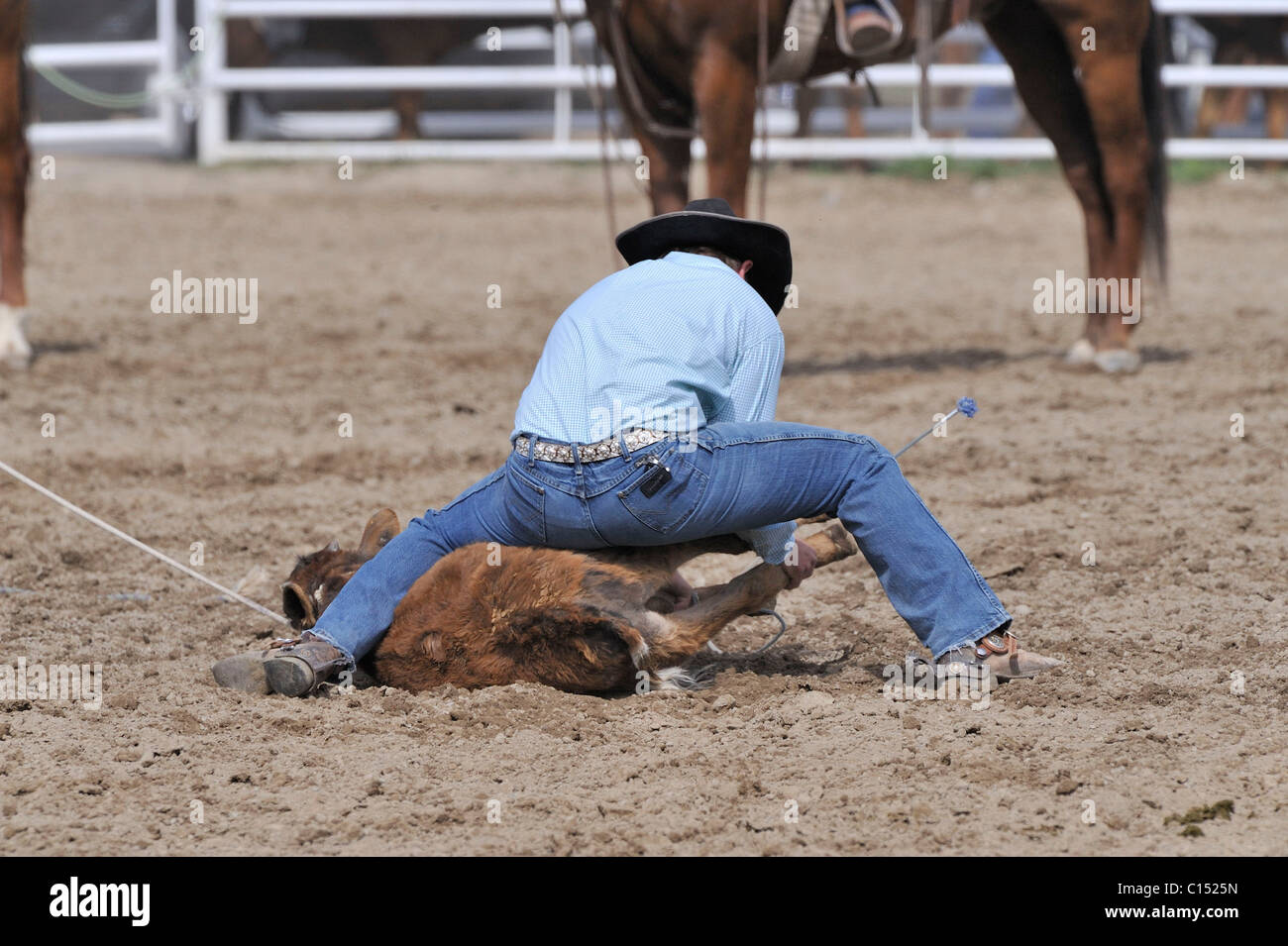 Team Roping, Tie-Down Roping, Calf Roping, Horse, Horses Stock Photo ...