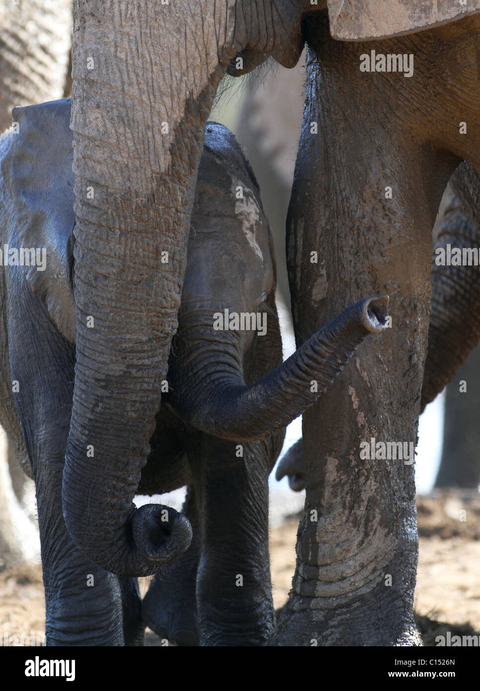 ELEPHANT TRUNK LEG & BABY ADDO ELEPHANT NATIONAL PARK SOUTH AFRICA 29 ...