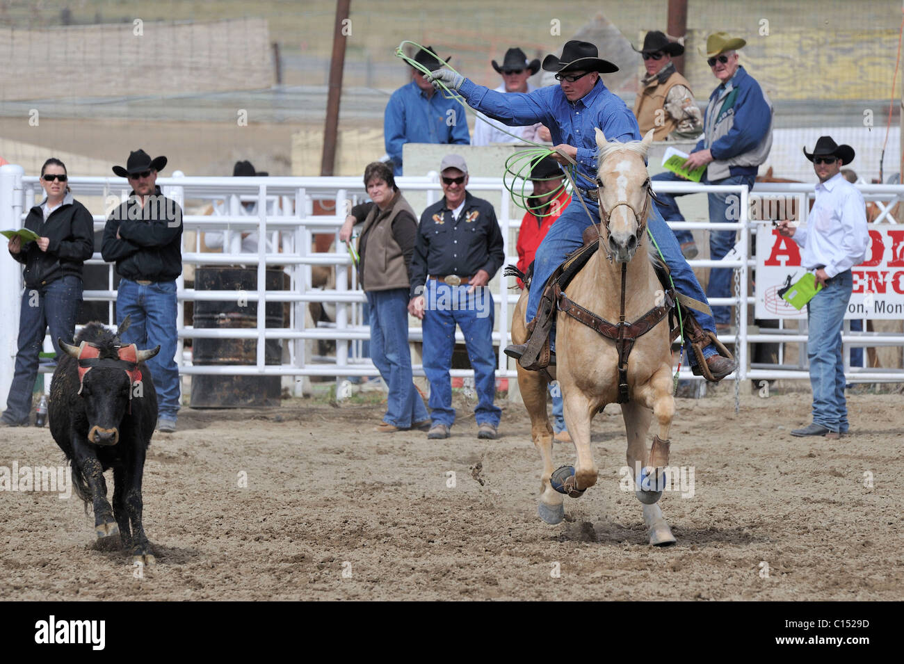 Team Roping, Tie-Down Roping, Calf Roping, Horse, Horses Stock Photo ...