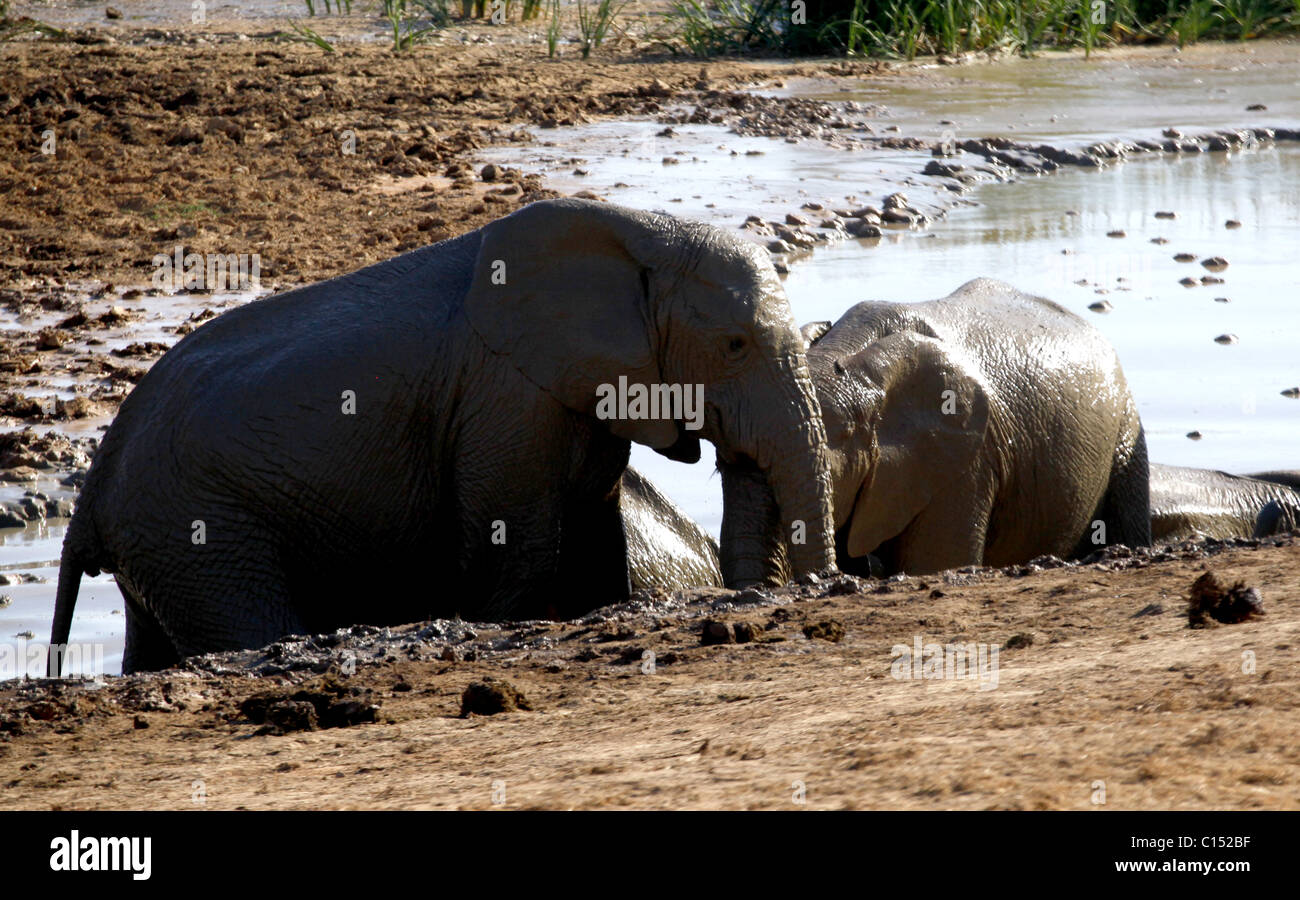 GREY AFRICAN ELEPHANTS ADDO PARK SOUTH AFRICA ADDO NATIONAL PARK ...