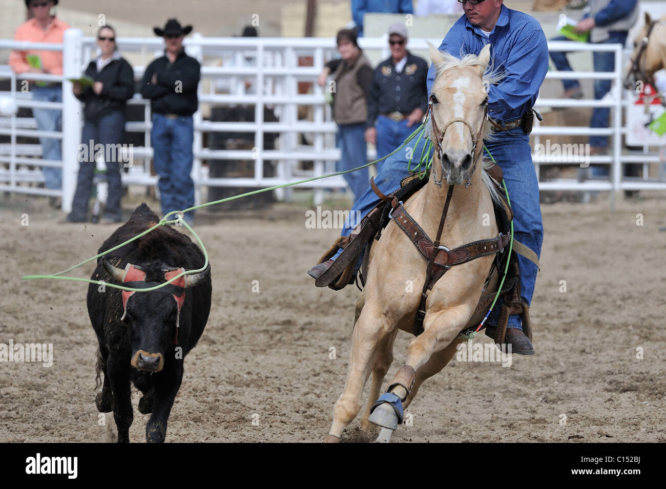 Team Roping, Tie-Down Roping, Calf Roping, Horse, Horses Stock Photo ...