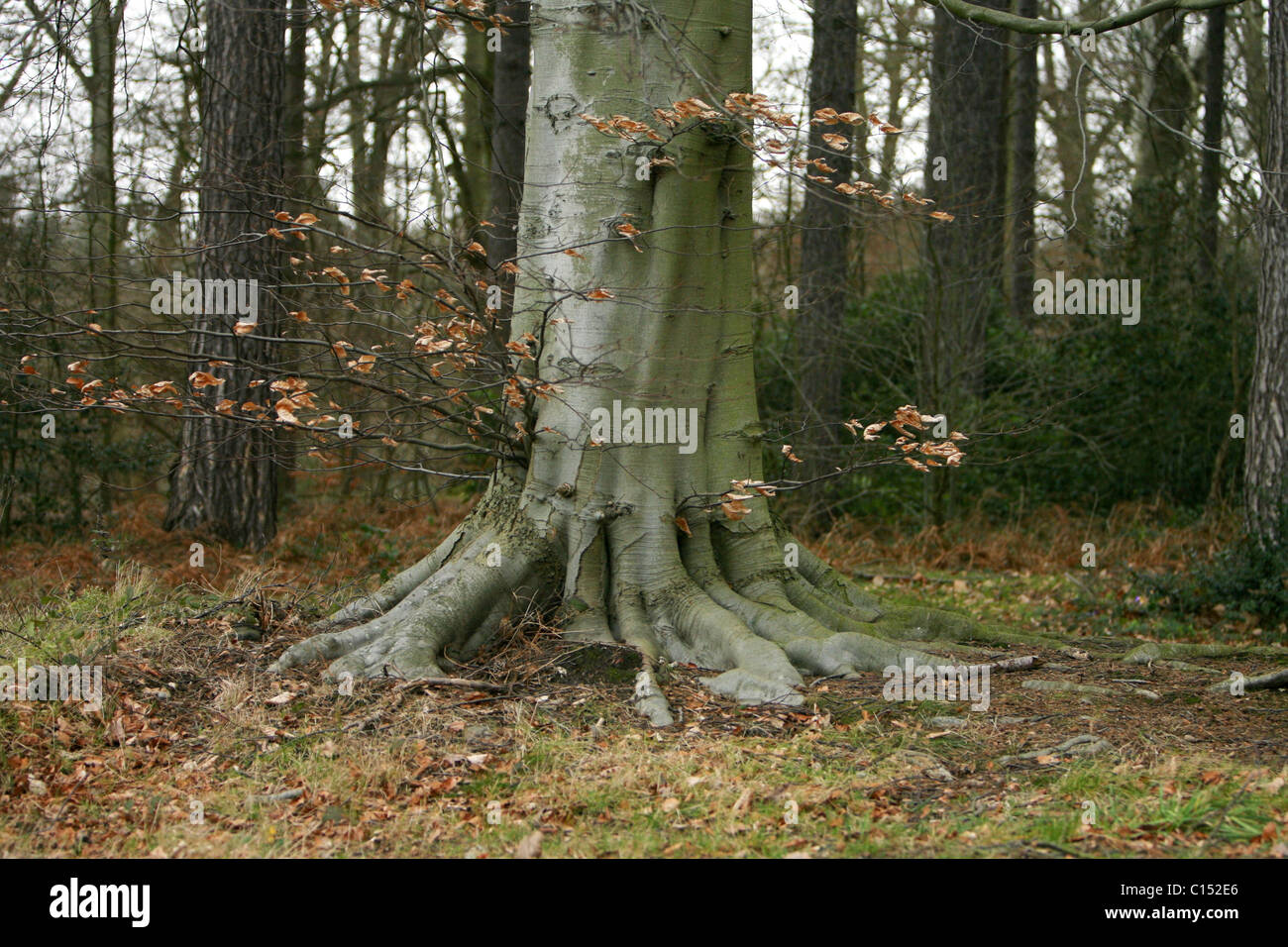 The trunk of a Beech tree in a wood in Virginia water, England Stock ...