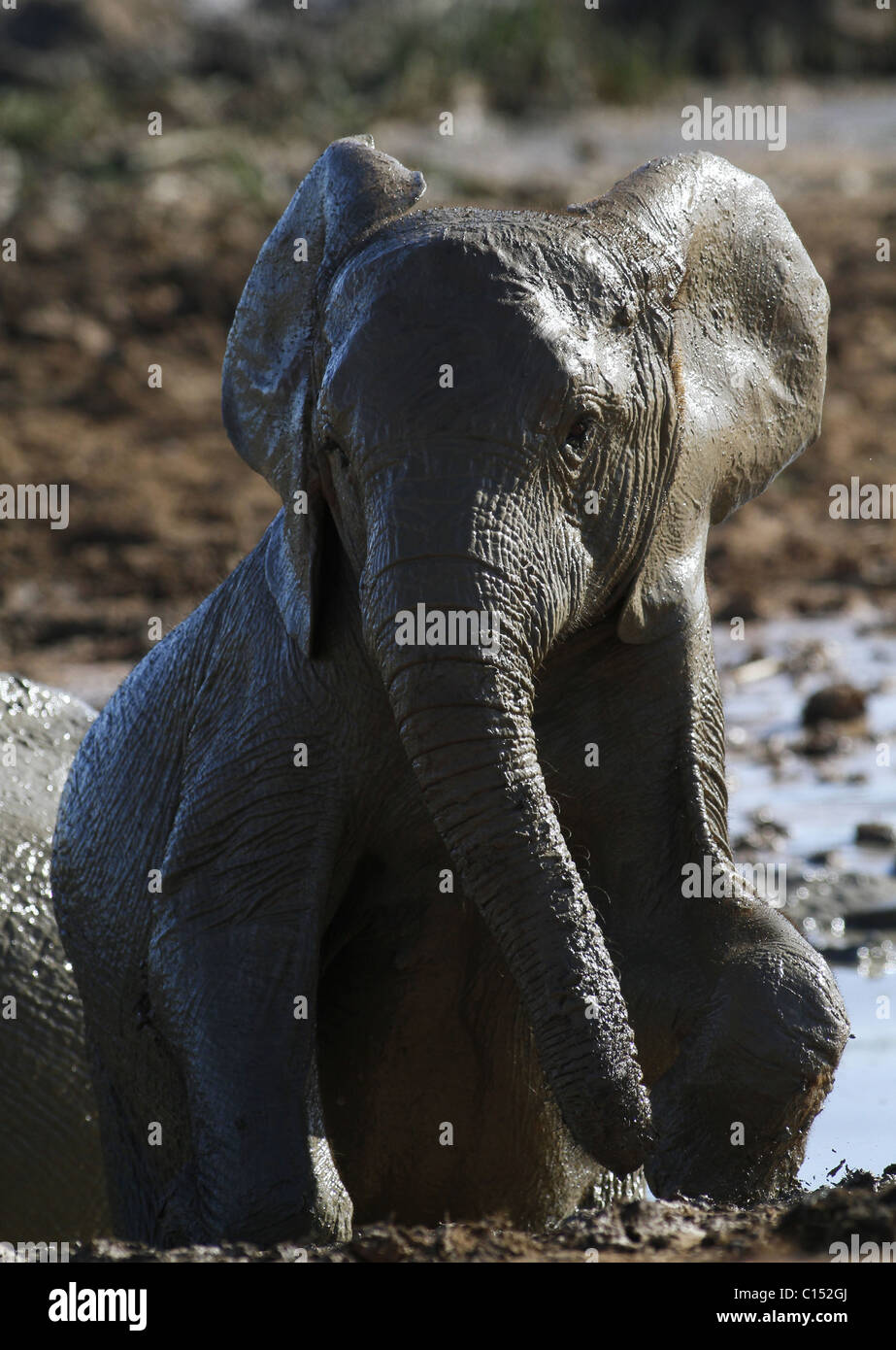 MUDDY ELEPHANT CLIMBS ADDO SOUTH AFRICA ADDO NATIONAL PARK EASTERN CAPE ...