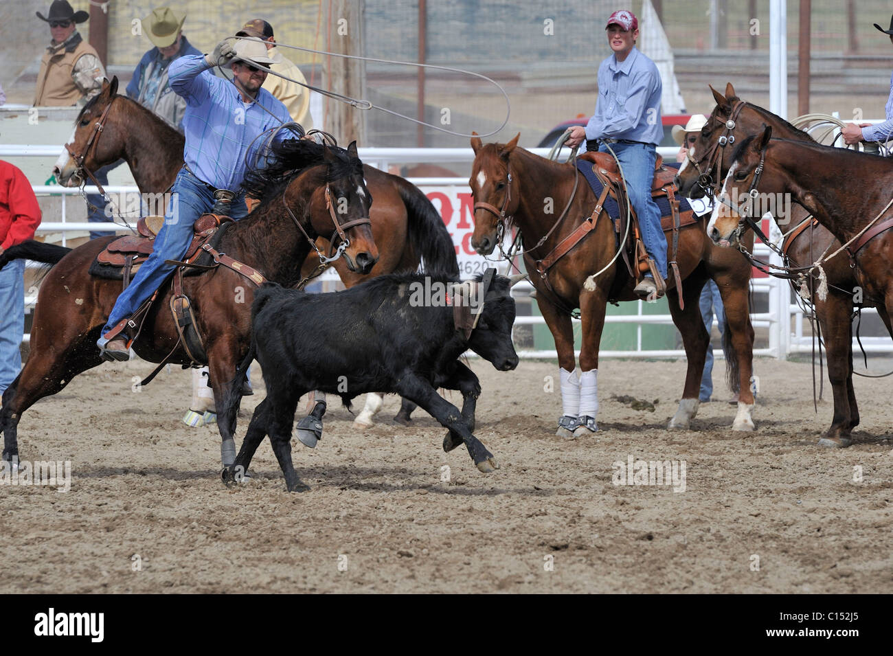 Team Roping, Tie-Down Roping, Calf Roping, Horse, Horses Stock Photo ...