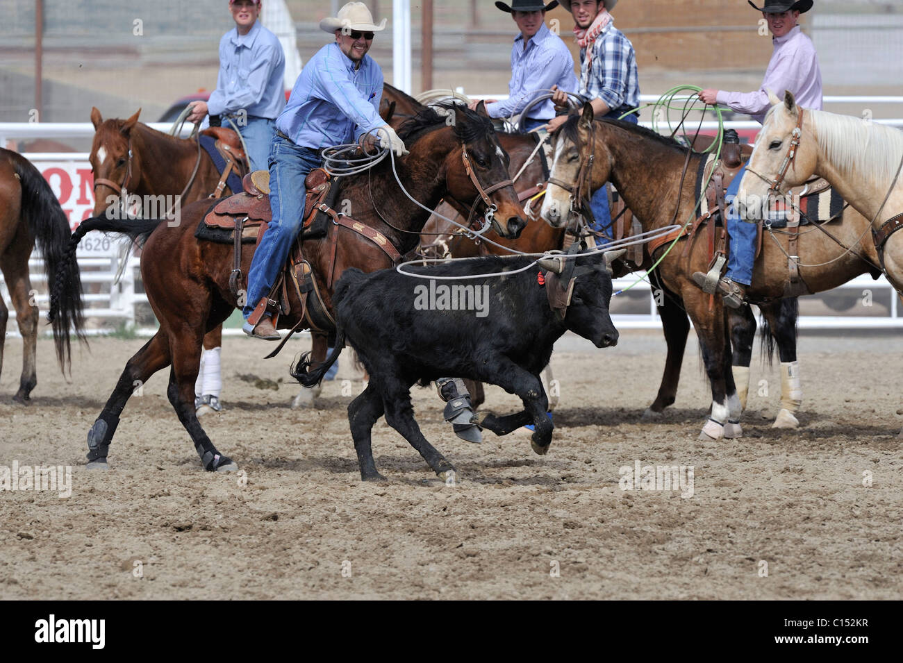 Team Roping, Tie-Down Roping, Calf Roping, Horse, Horses Stock Photo ...