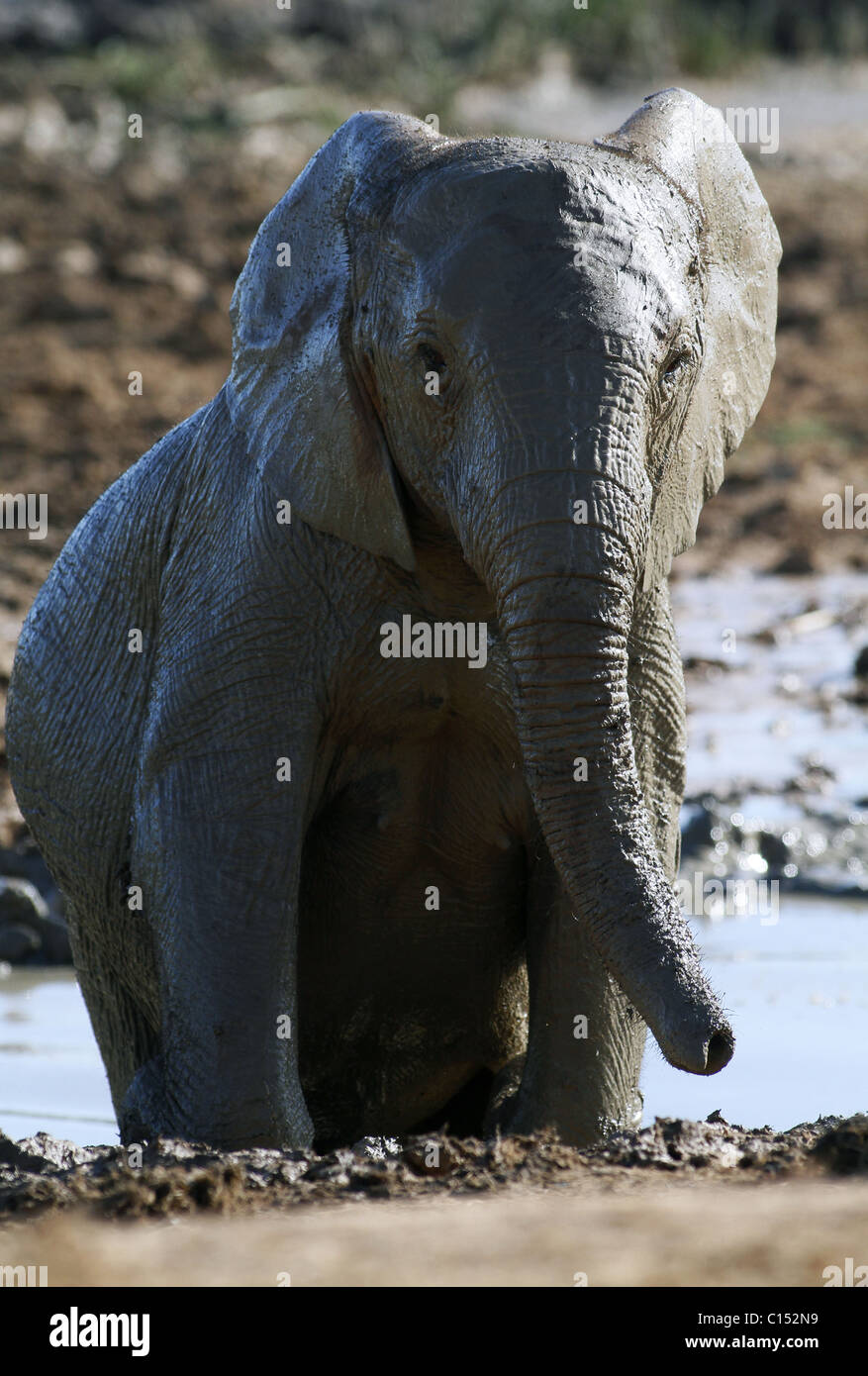 MUDDY ELEPHANT CLIMBS ADDO SOUTH AFRICA ADDO NATIONAL PARK EASTERN CAPE ...