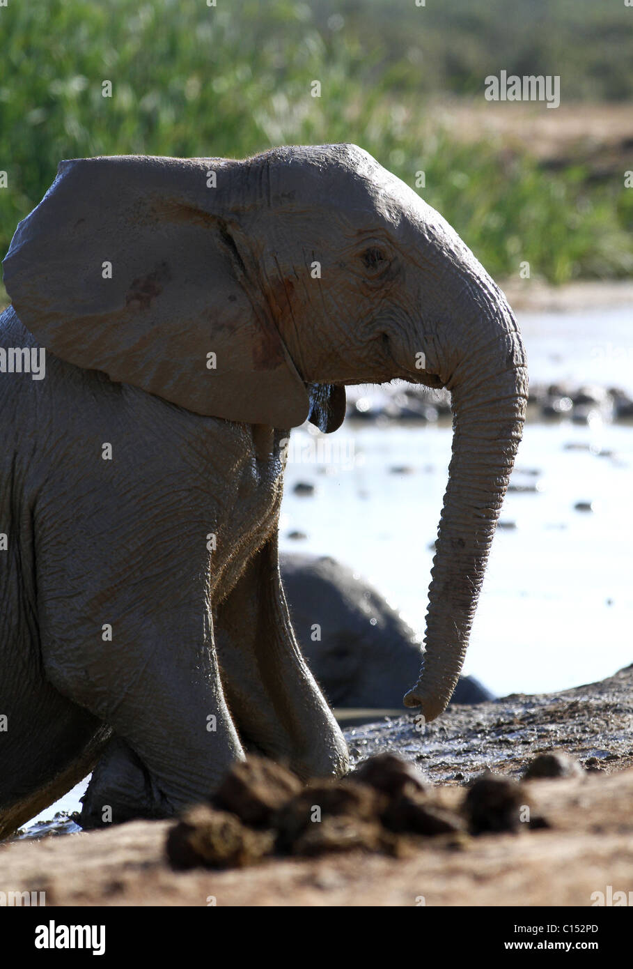 MUDDY ELEPHANT CLIMBS OUT OF WATERHOLE ADDO ELEPHANT NATIONAL PARK ...