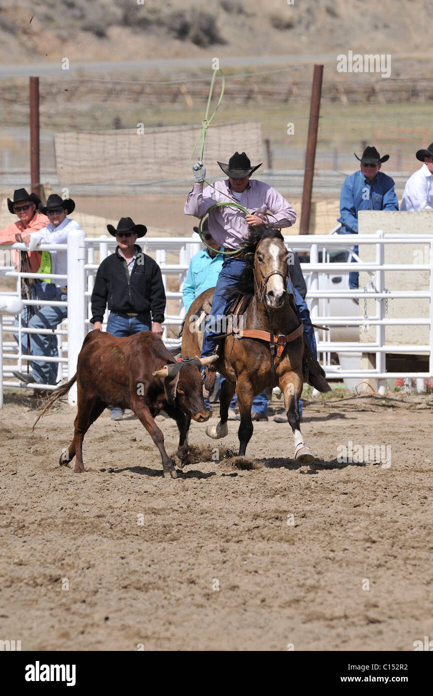 Team Roping, Tie-Down Roping, Calf Roping, Horse, Horses Stock Photo ...