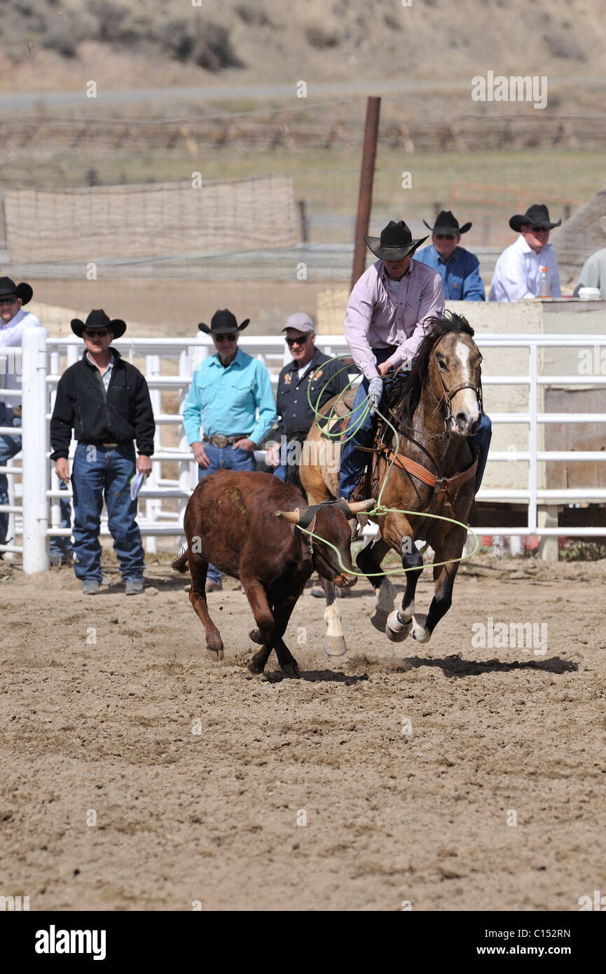 Team Roping, Tie-Down Roping, Calf Roping, Horse, Horses Stock Photo ...