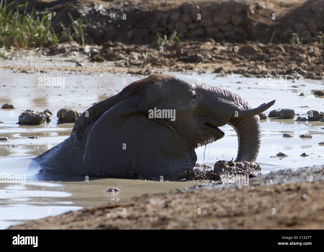 MUDDY ELEPHANT IN WATERHOLE ADDO ELEPHANT NATIONAL PARK SOUTH AFRICA 29 ...