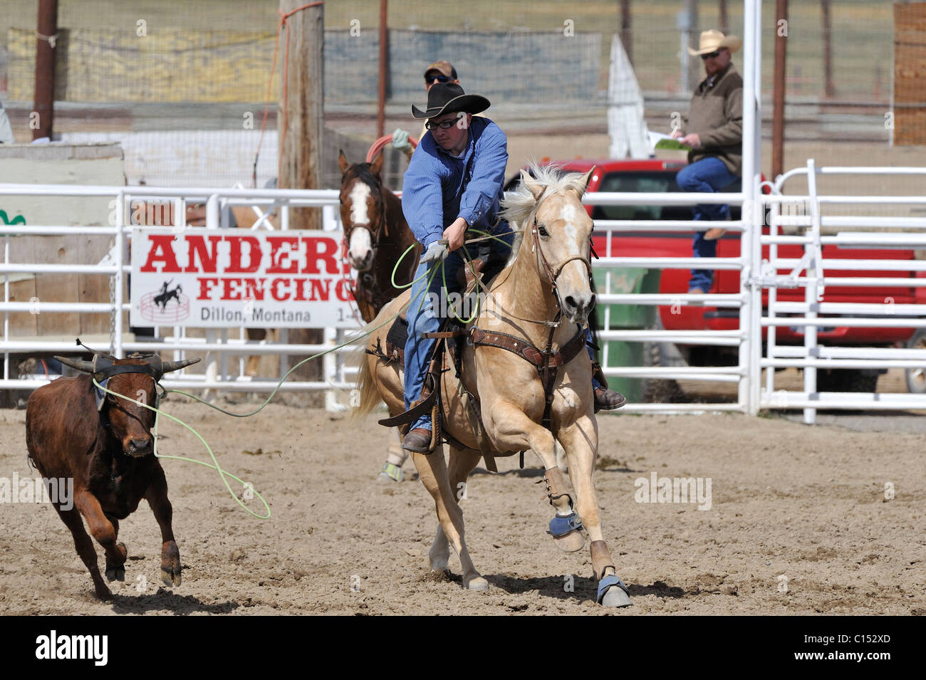 Team Roping, Tie-Down Roping, Calf Roping, Horse, Horses Stock Photo ...