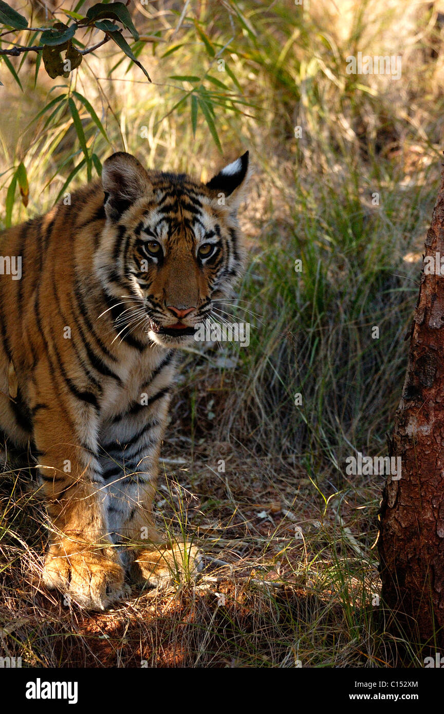 Indian wildlife tiger cub hi-res stock photography and images - Alamy