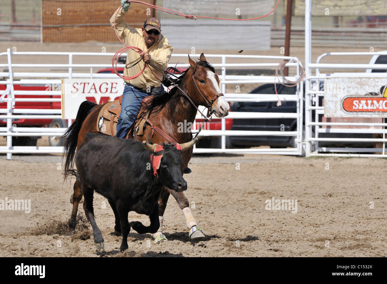 Team Roping, Tie-Down Roping, Calf Roping, Horse, Horses Stock Photo ...