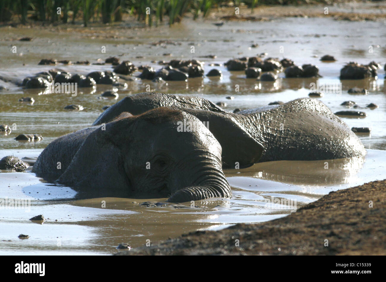 GREY AFRICAN ELEPHANTS ADDO ELEPHANT SOUTH AFRICA ADDO NATIONAL PARK ...