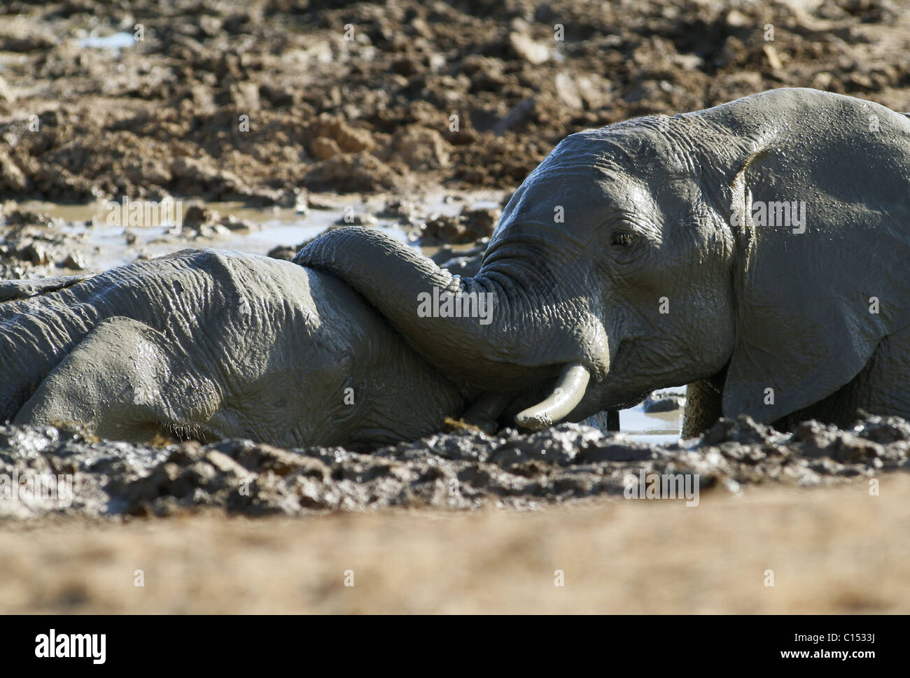 GREY AFRICAN ELEPHANTS ADDO SOUTH AFRICA ADDO NATIONAL PARK EASTERN ...