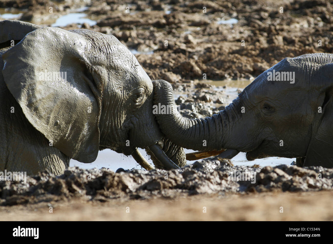 GREY AFRICAN ELEPHANTS ADDO SOUTH AFRICA ADDO NATIONAL PARK EASTERN ...