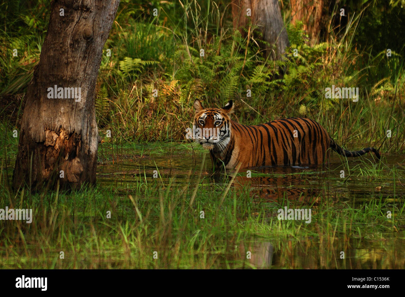 Swamp tiger hi-res stock photography and images - Alamy