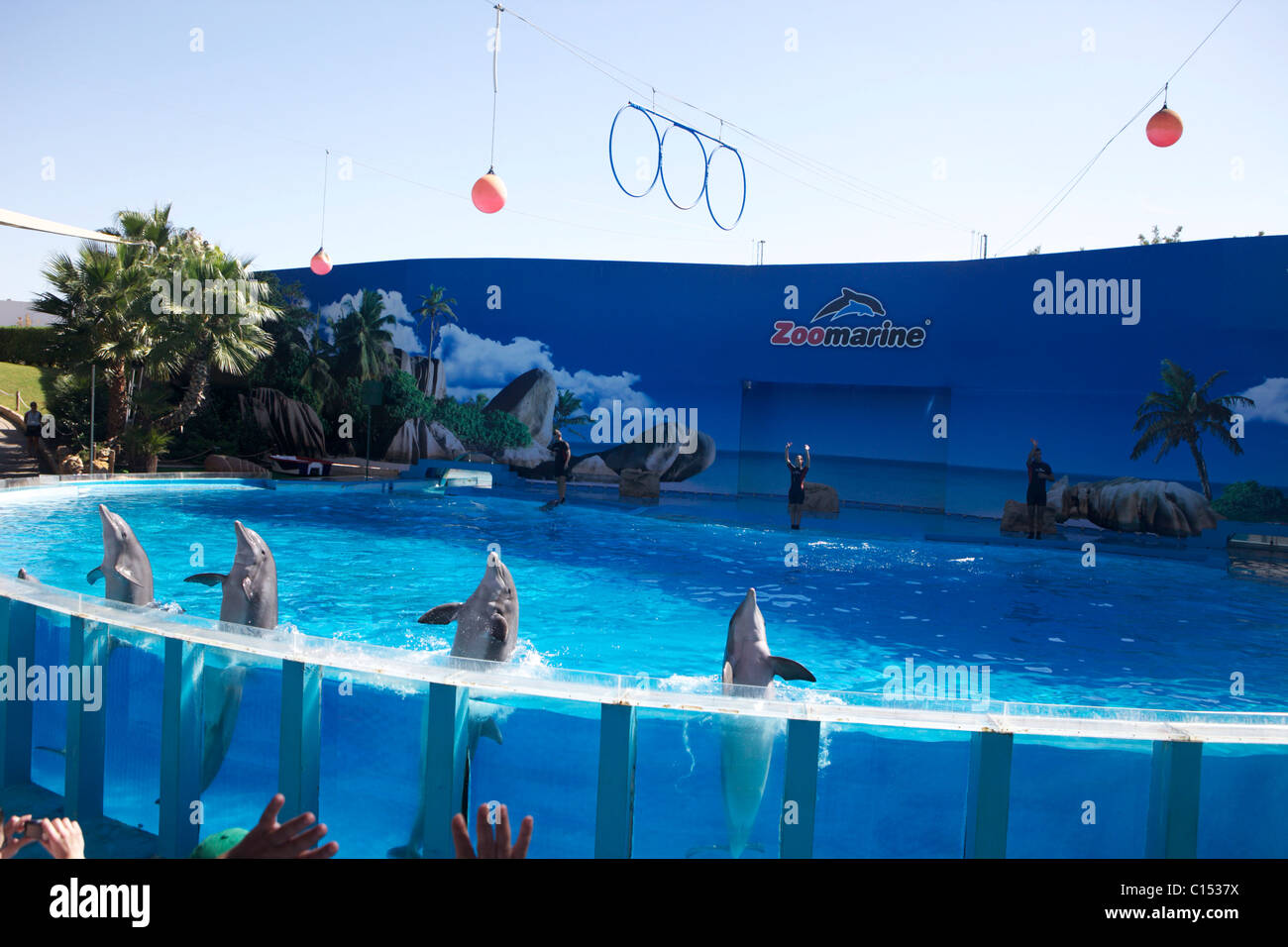 Zoo Marine in Albufeira Portugal dolphin show Stock Photo - Alamy
