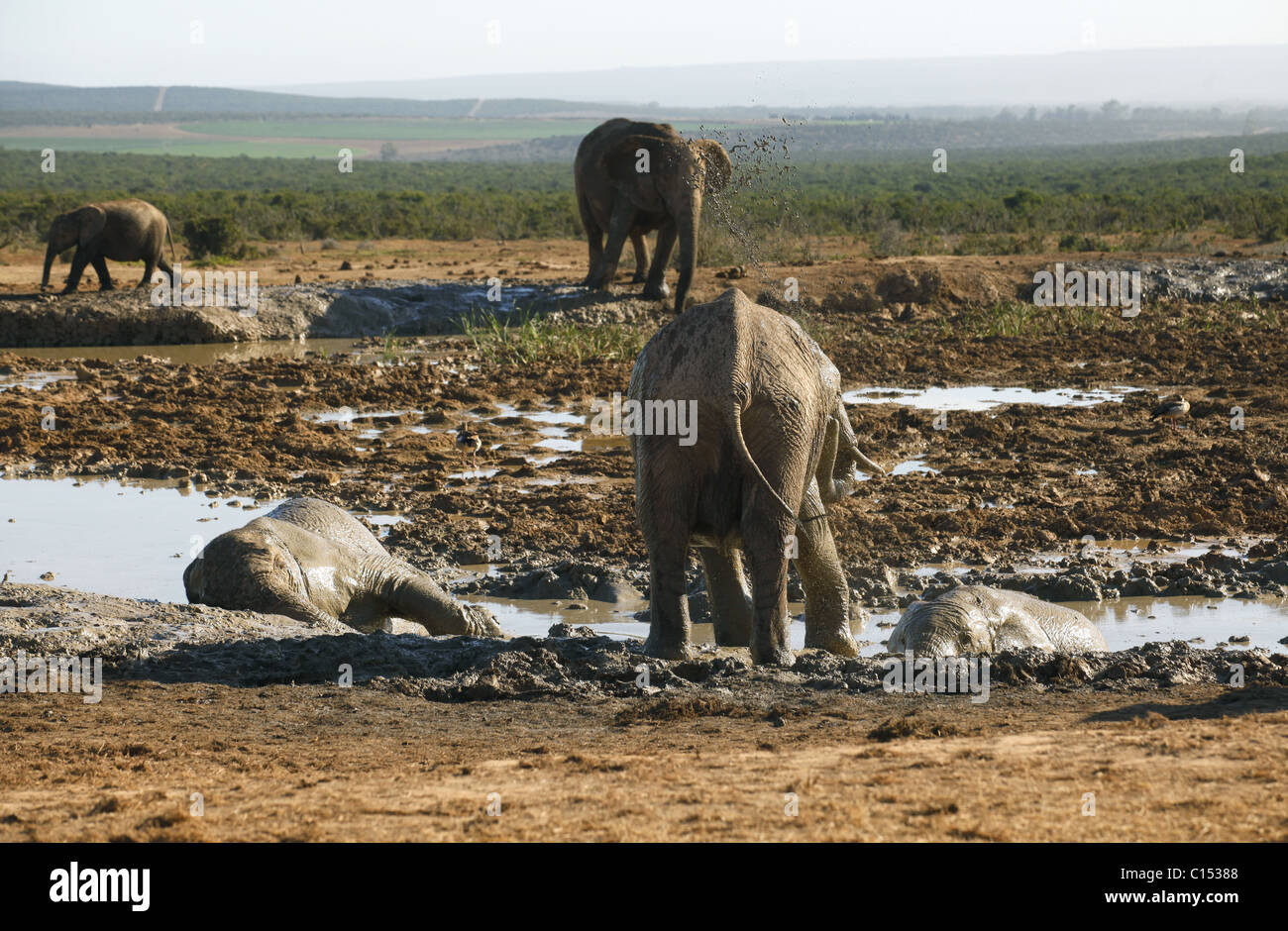 Muddy africa hi-res stock photography and images - Alamy