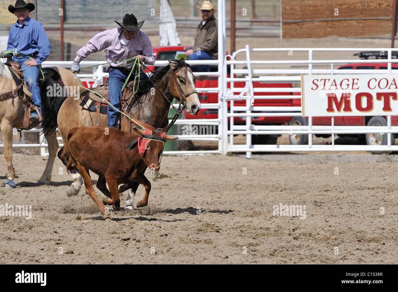Team Roping, Tie-Down Roping, Calf Roping, Horse, Horses Stock Photo ...