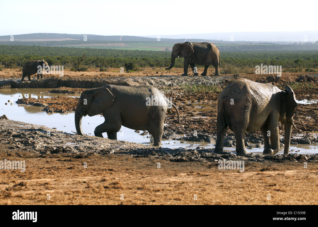 MUDDY ELEPHANTS AT WATERHOLE ADDO SOUTH AFRICA ADDO NATIONAL PARK ...