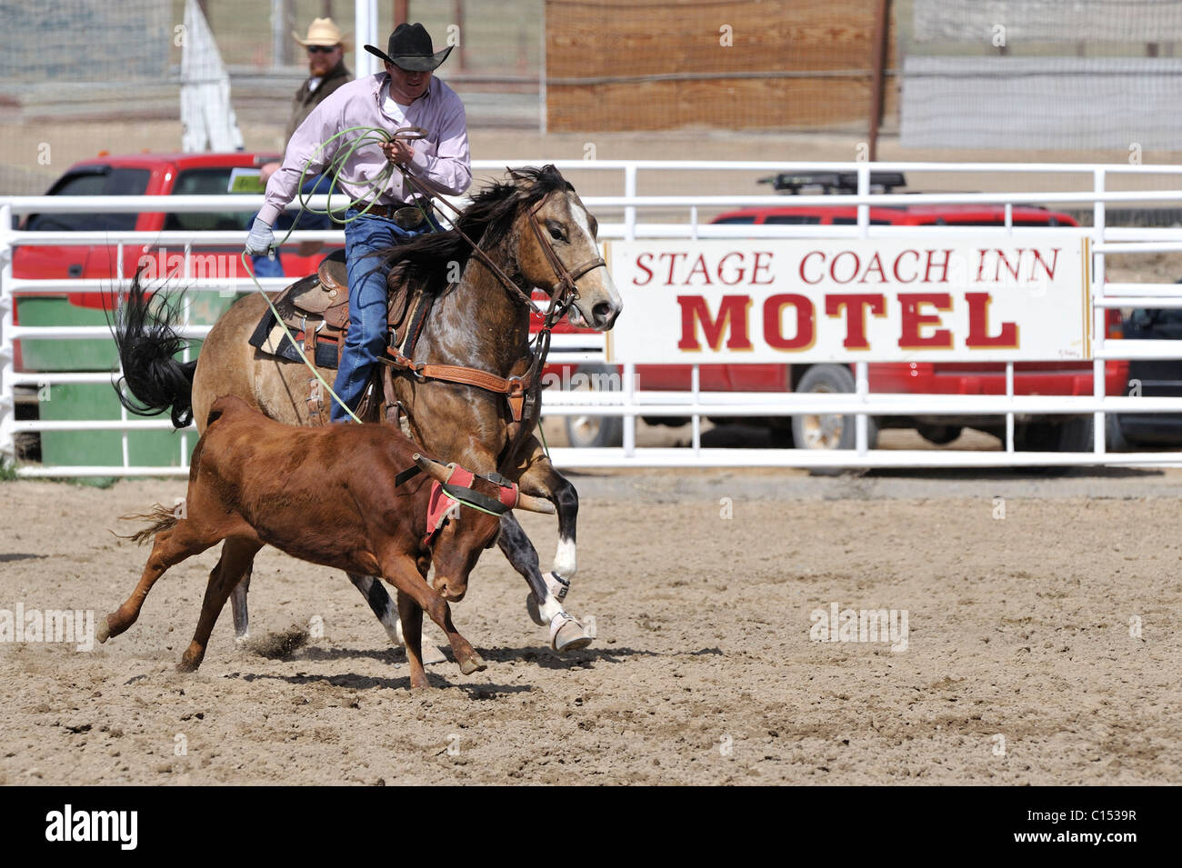 Team Roping, Tie-Down Roping, Calf Roping, Horse, Horses Stock Photo ...