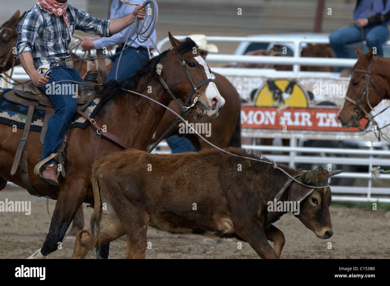 Team Roping, Tie-Down Roping, Calf Roping, Horse, Horses Stock Photo ...