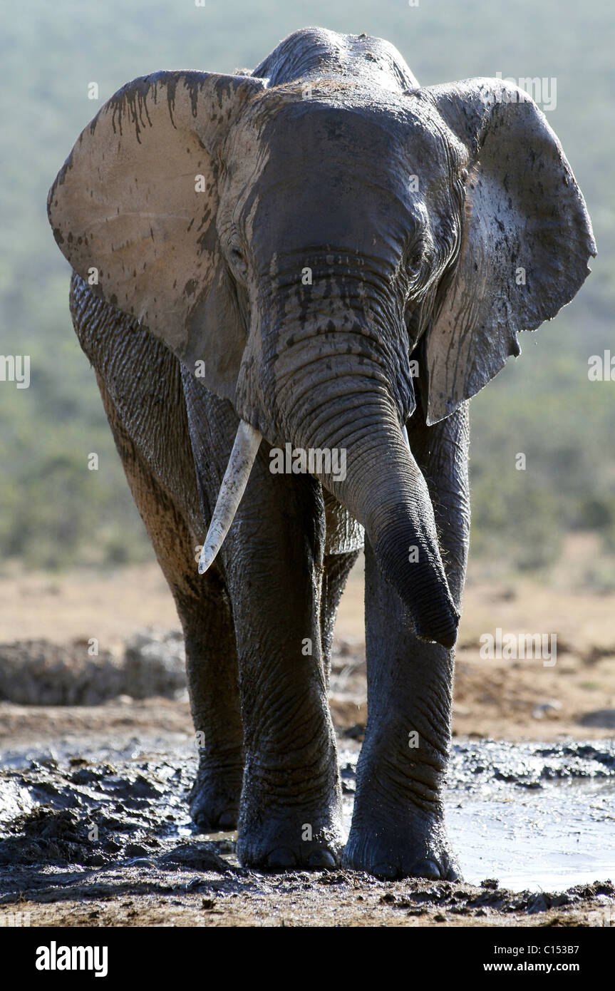 GREY AFRICAN ELEPHANT ADDO ELEPHANT NATIONAL PARK SOUTH AFRICA 29 ...