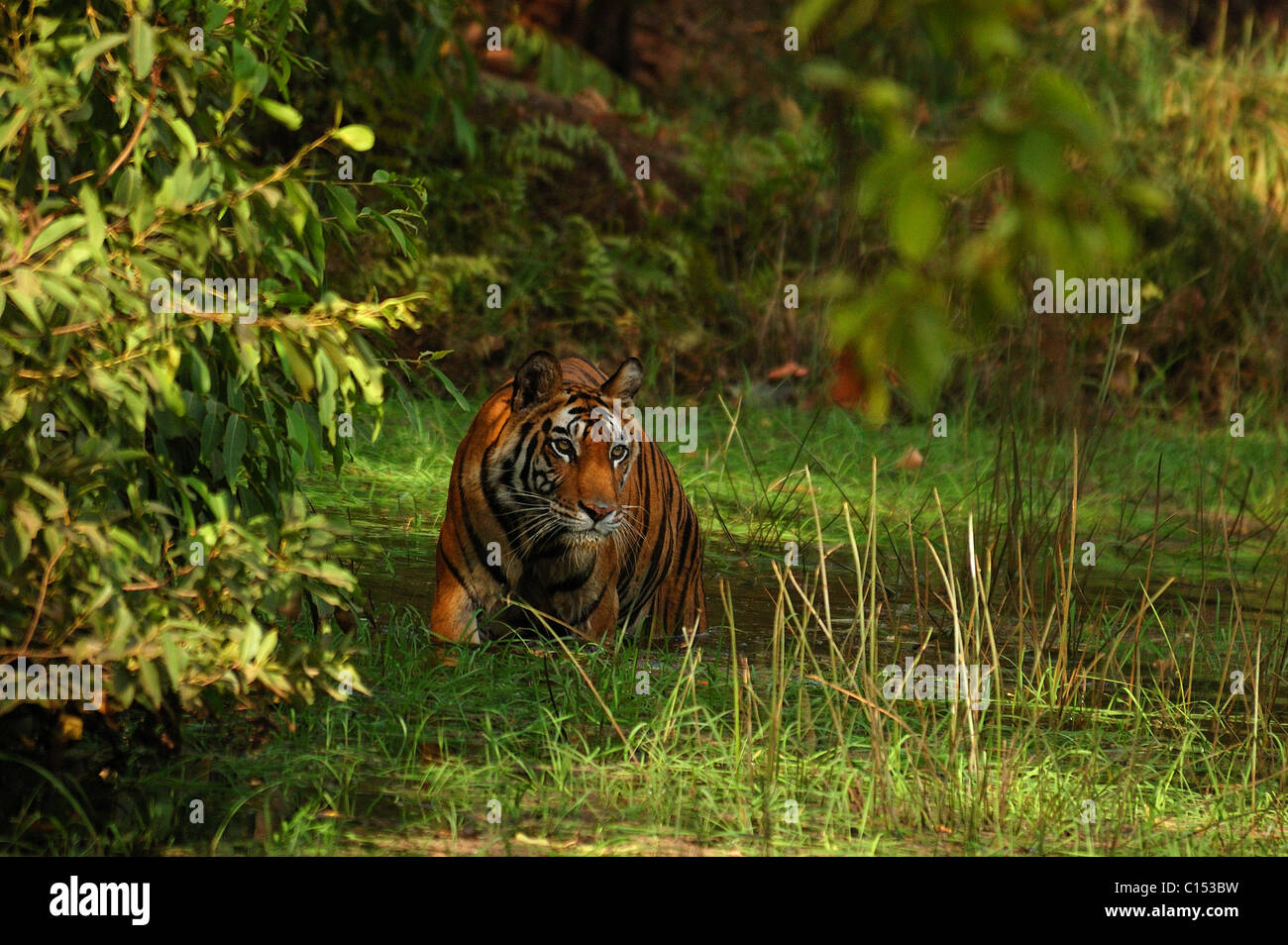 Swamp waterhole hi-res stock photography and images - Alamy