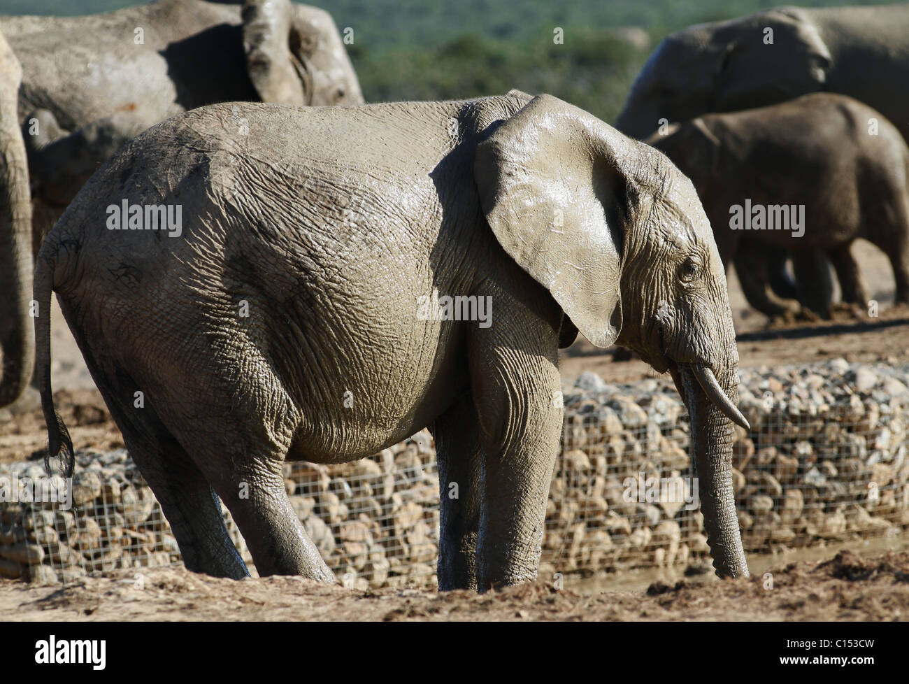 BROWN AFRICAN ELEPHANT ADDO SOUTH AFRICA ADDO NATIONAL PARK EASTERN ...