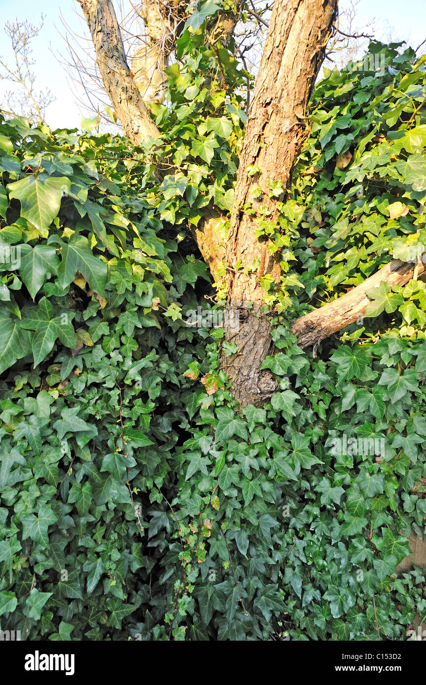 Ivy growing over apple tree Stock Photo - Alamy