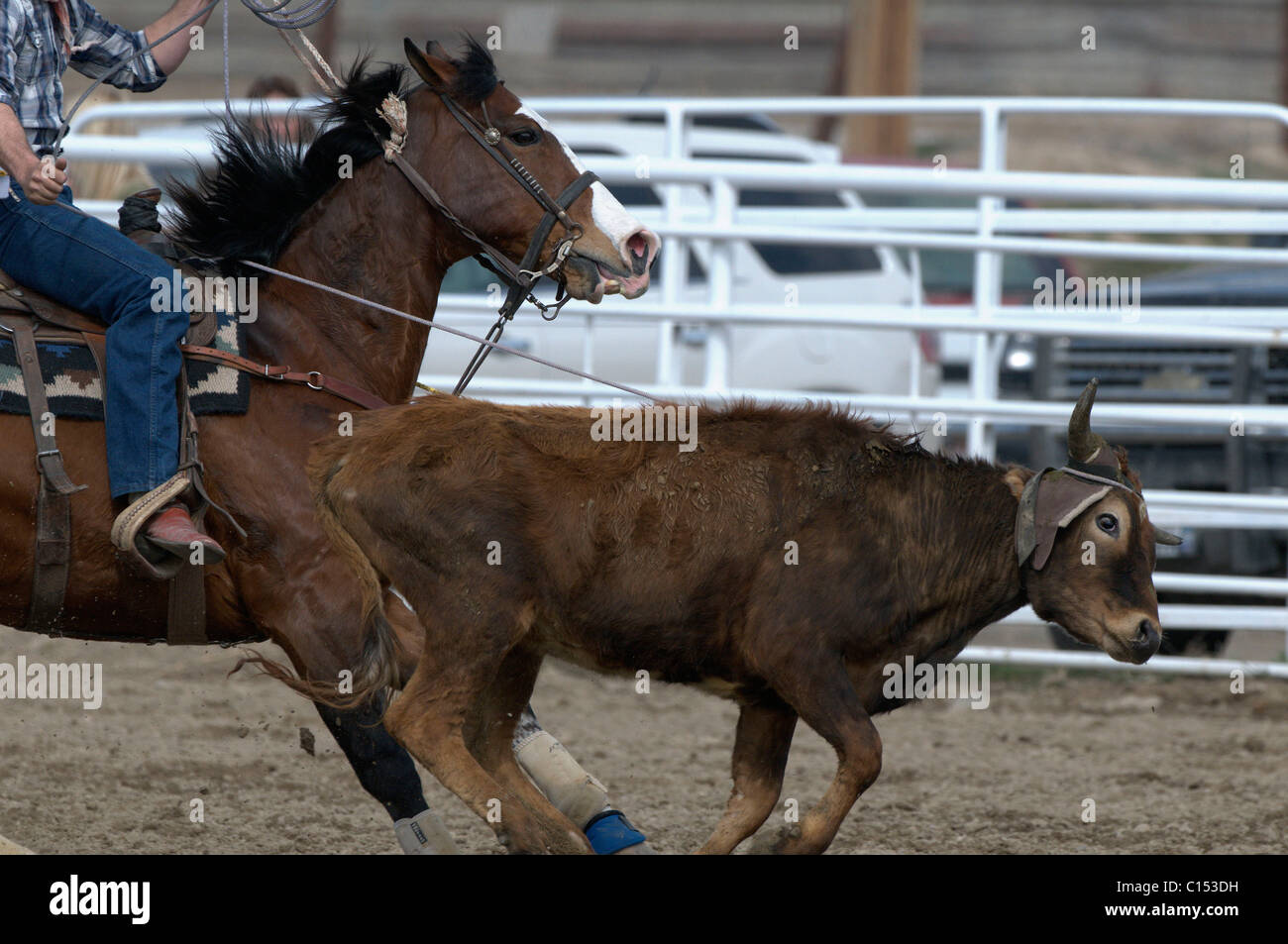 Team Roping, Tie-Down Roping, Calf Roping, Horse, Horses Stock Photo ...